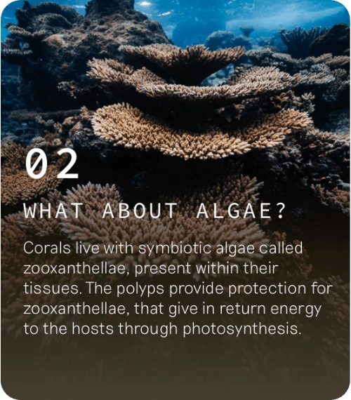 Learn About Coral Reefs – Coral Gardeners