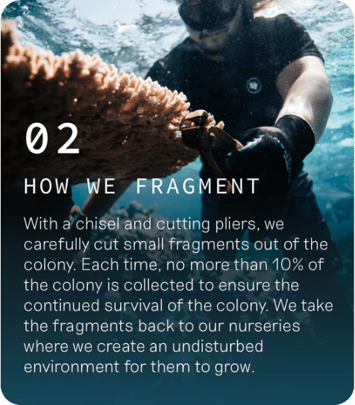 Learn About Coral Reefs – Coral Gardeners